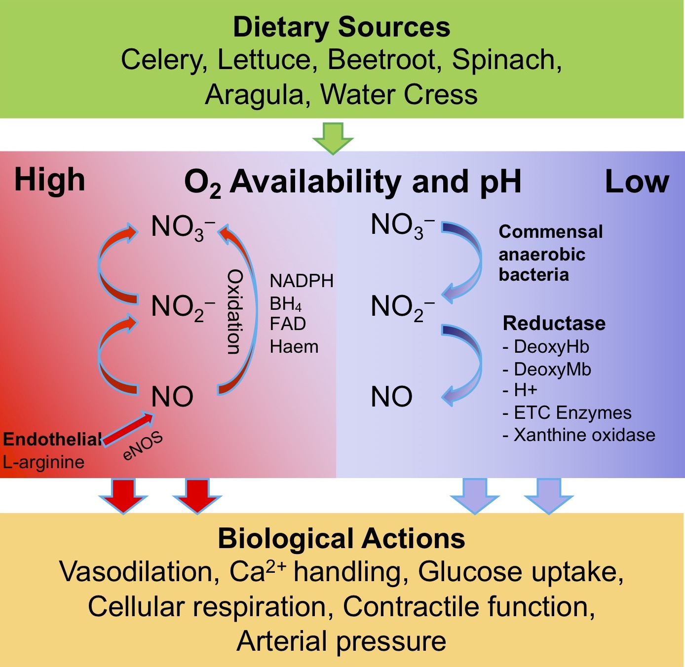 The effects of nitrates and nitrites on the cardiovascular system ...