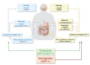 Ozempic® (semaglutide) et Mounjaro™ (tirzepatide), une grande avancée ...
