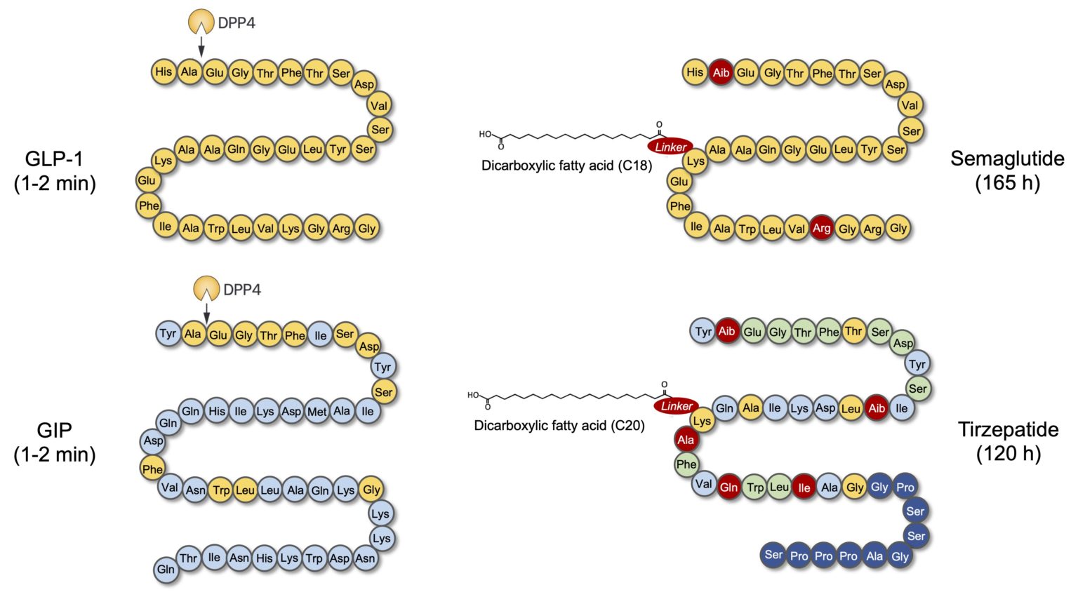 Ozempic® (semaglutide) and Mounjaro™ (tirzepatide), a major ...