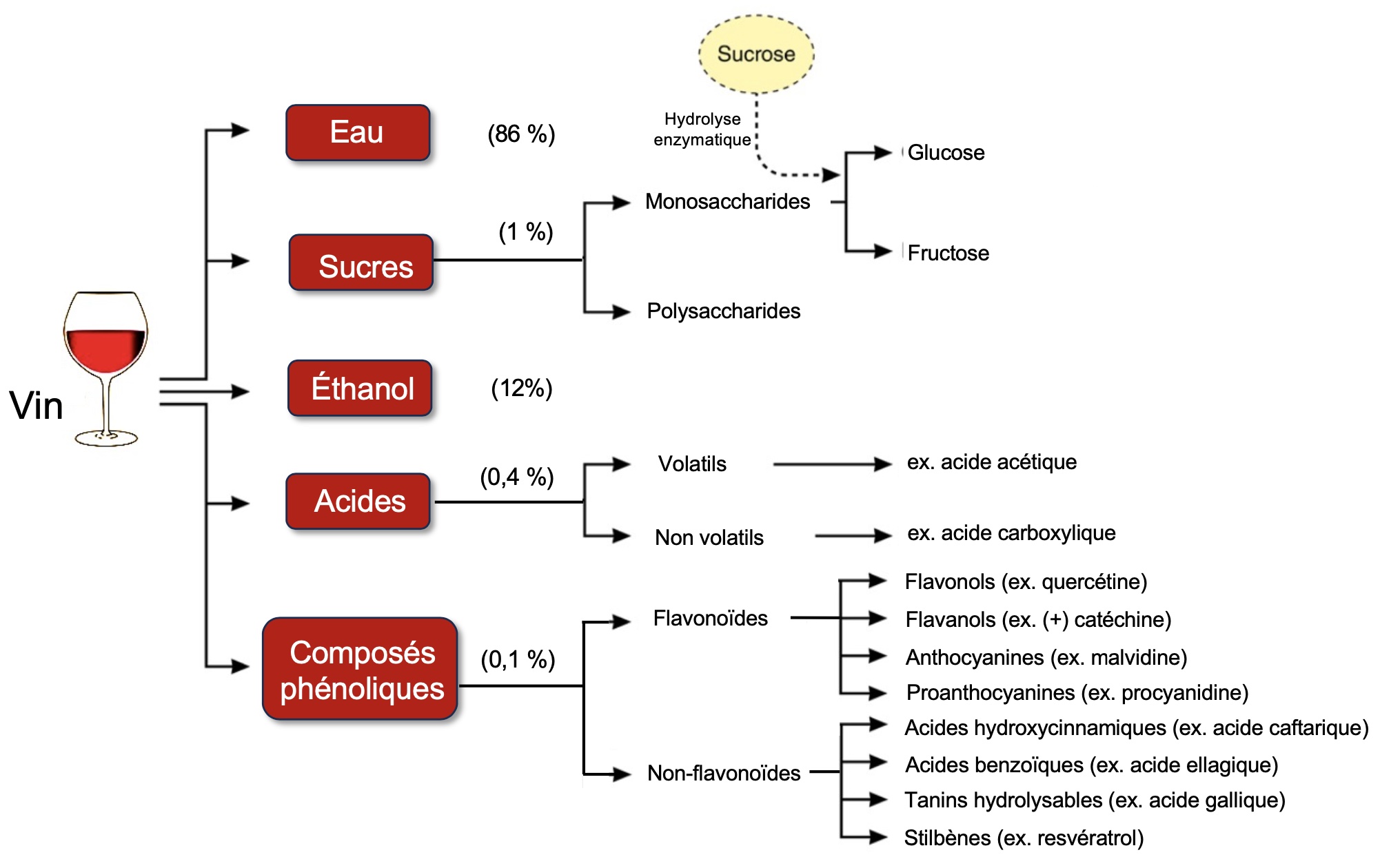 Prévention de l’infarctus du myocarde par la consommation modérée d ...