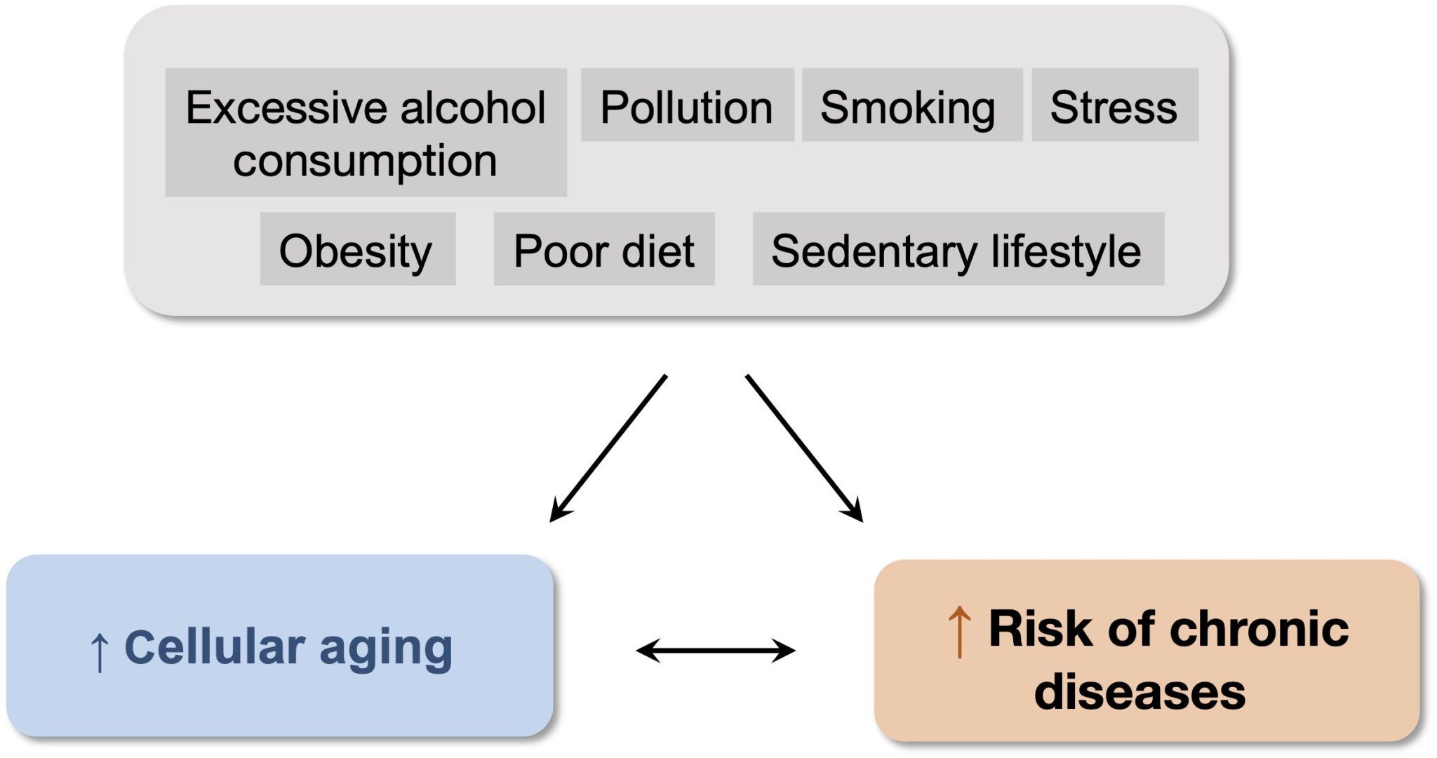 Slowing down aging, a new concept for the prevention of all chronic ...