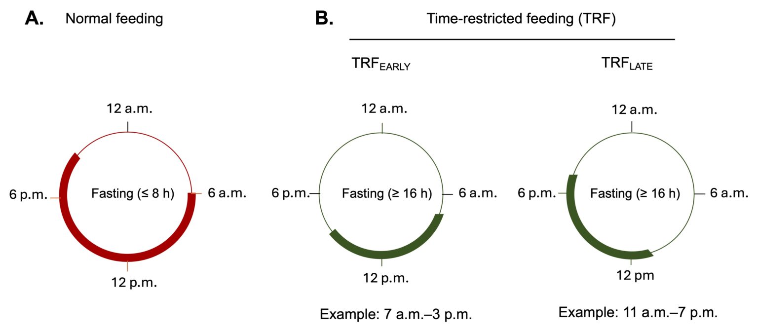 Intermittent fasting: skip breakfast or eat dinner earlier ...