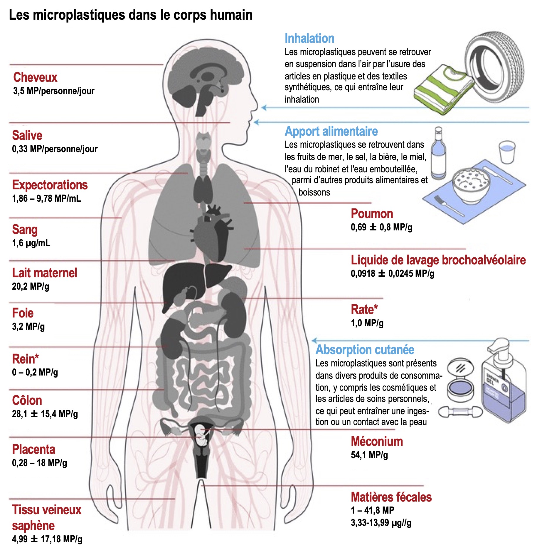 Accumulation de microplastiques dans le cerveau : un lien avec la ...